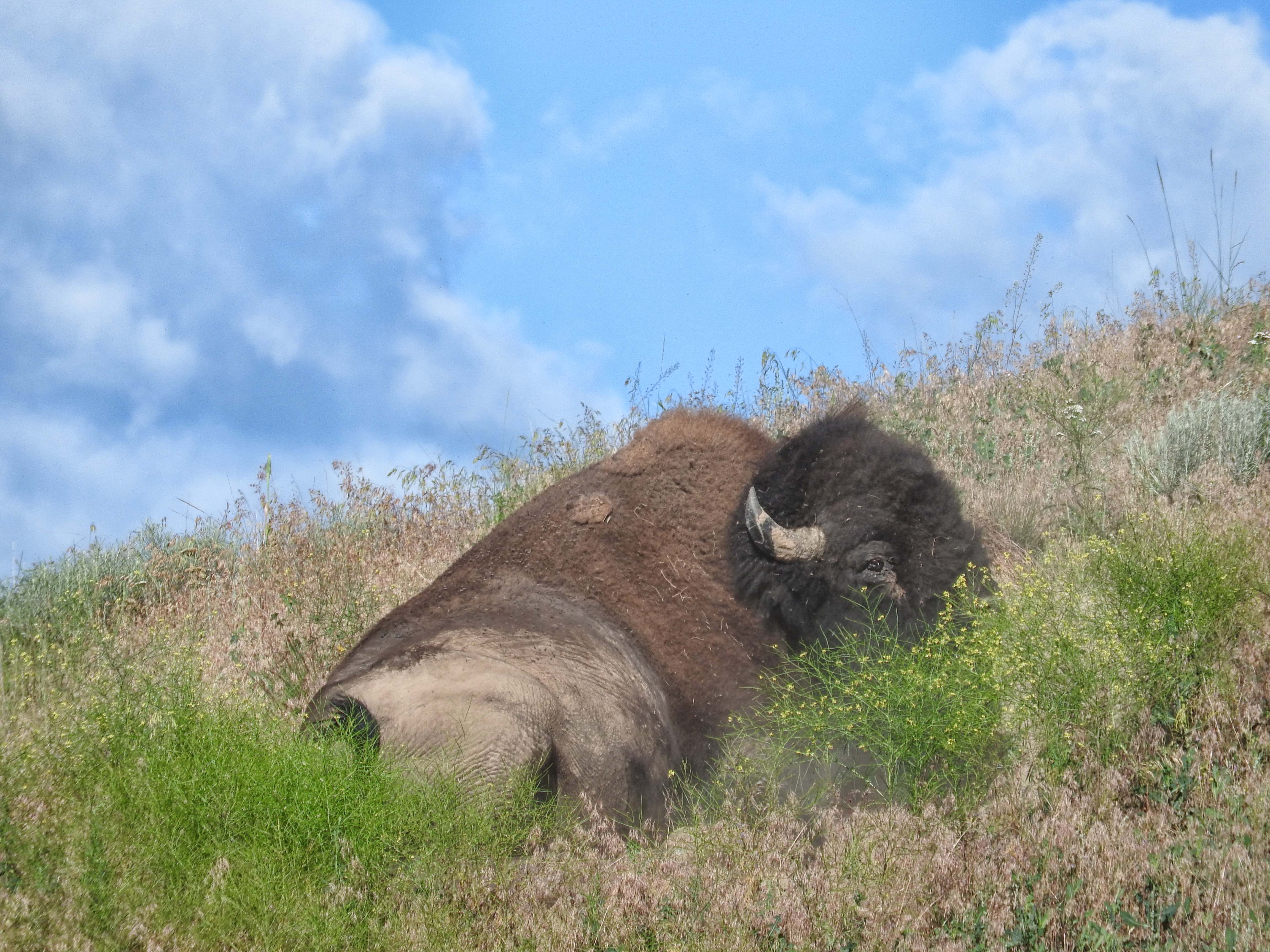 The National Bison Range | National Parks USA