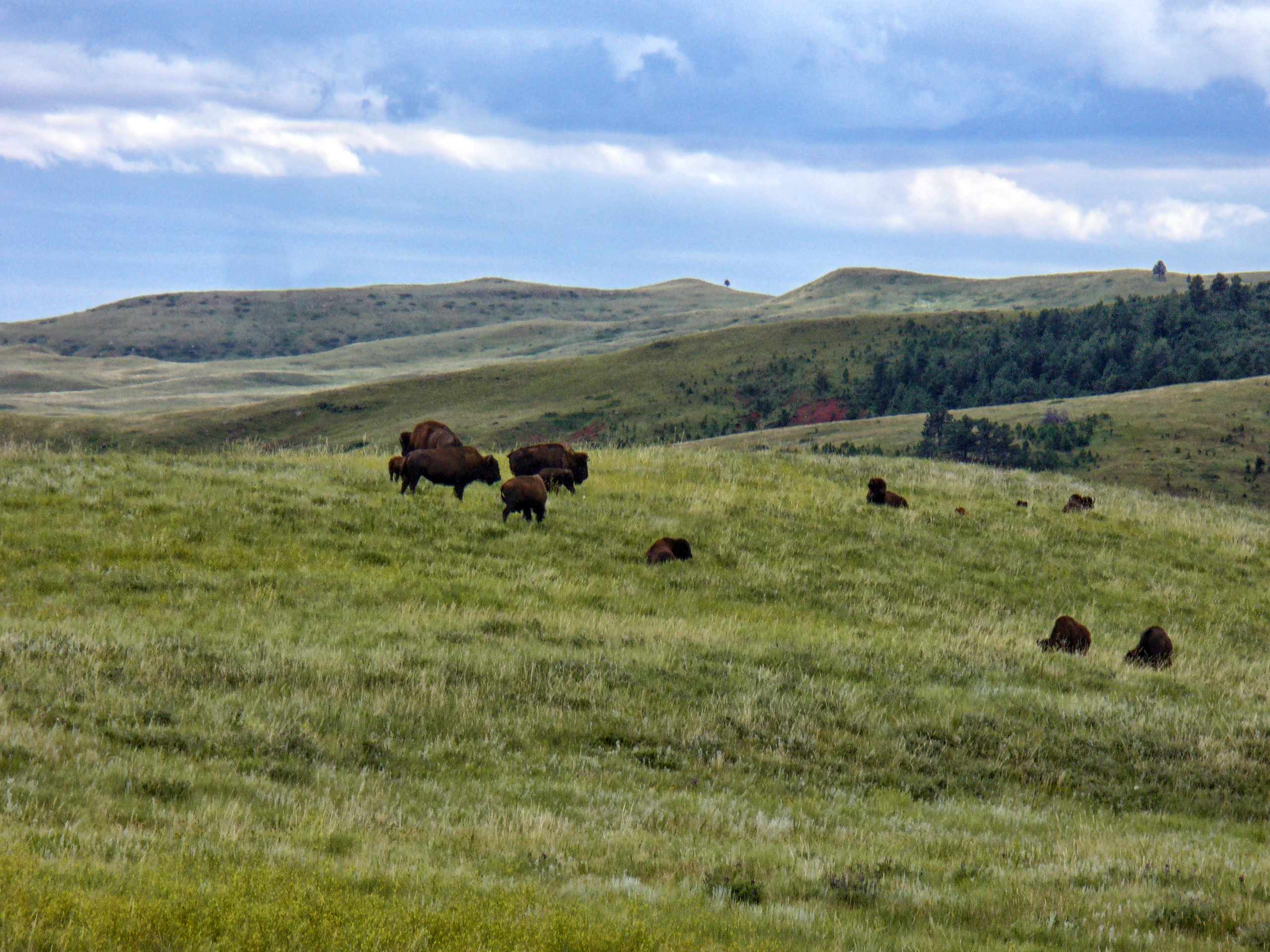 Custer State Park | National Parks USA