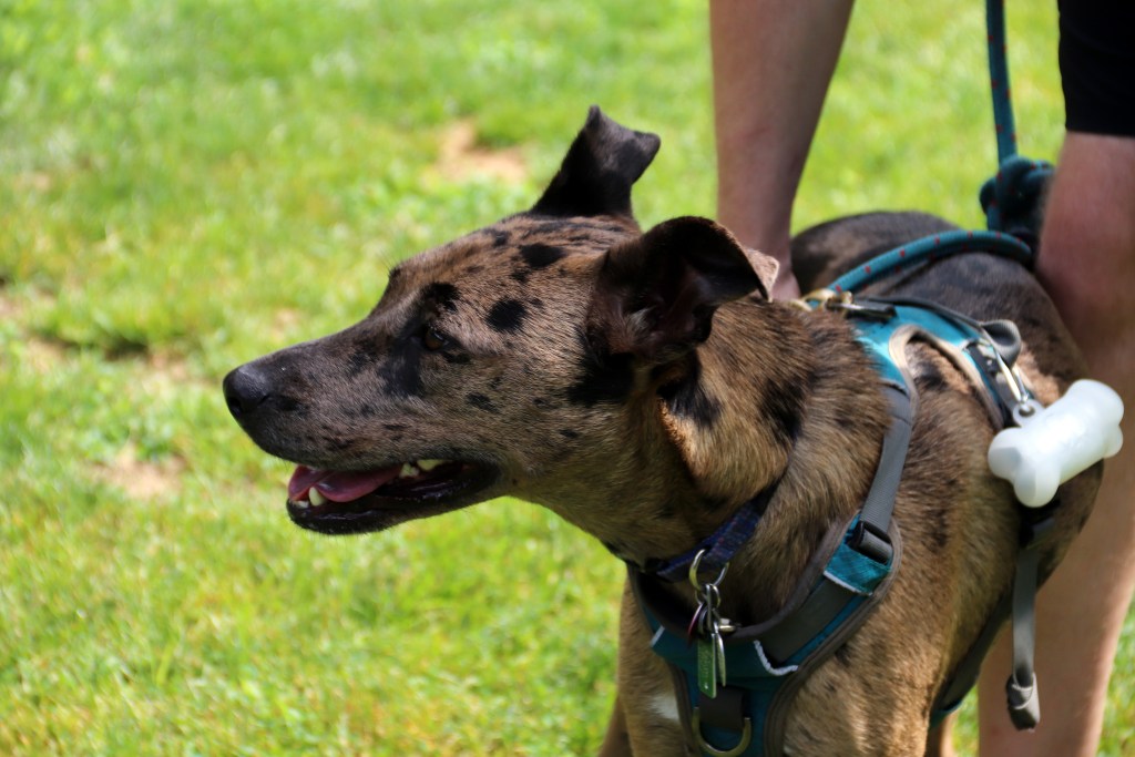 Happy Bark Ranger Day! - National Parks With T